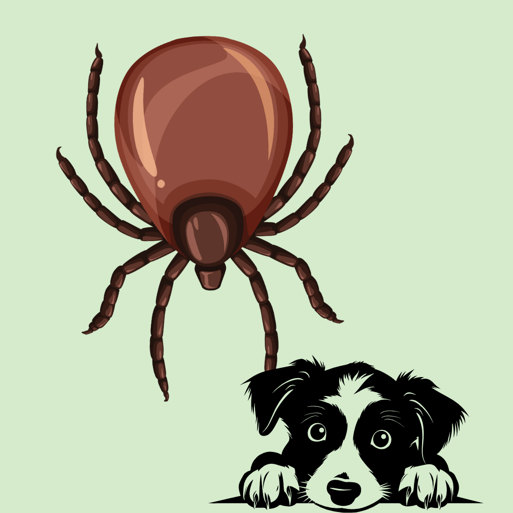 Garrapatas perro – BICHOS FUERA